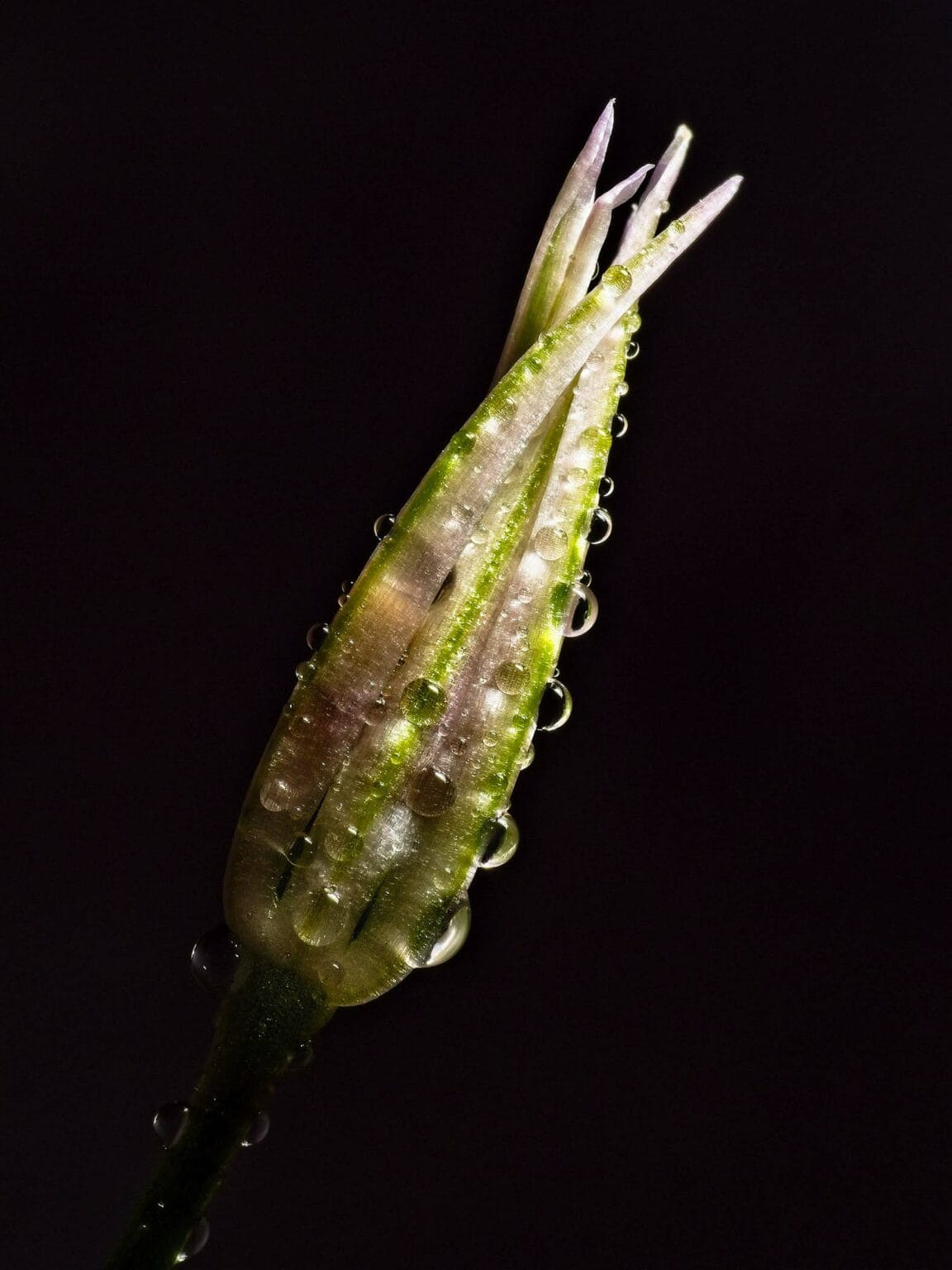 GUEST BLOG: CYNTHIA MILLER'S FLOWER PHOTOGRAPHY