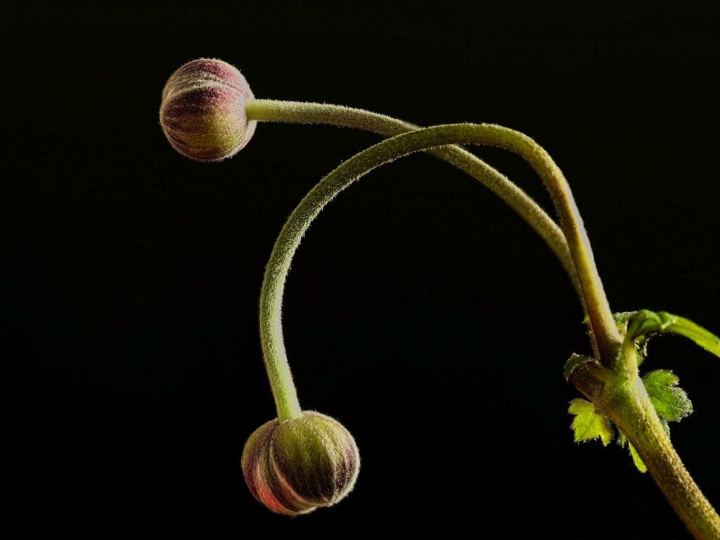 GUEST BLOG: CYNTHIA MILLER'S FLOWER PHOTOGRAPHY