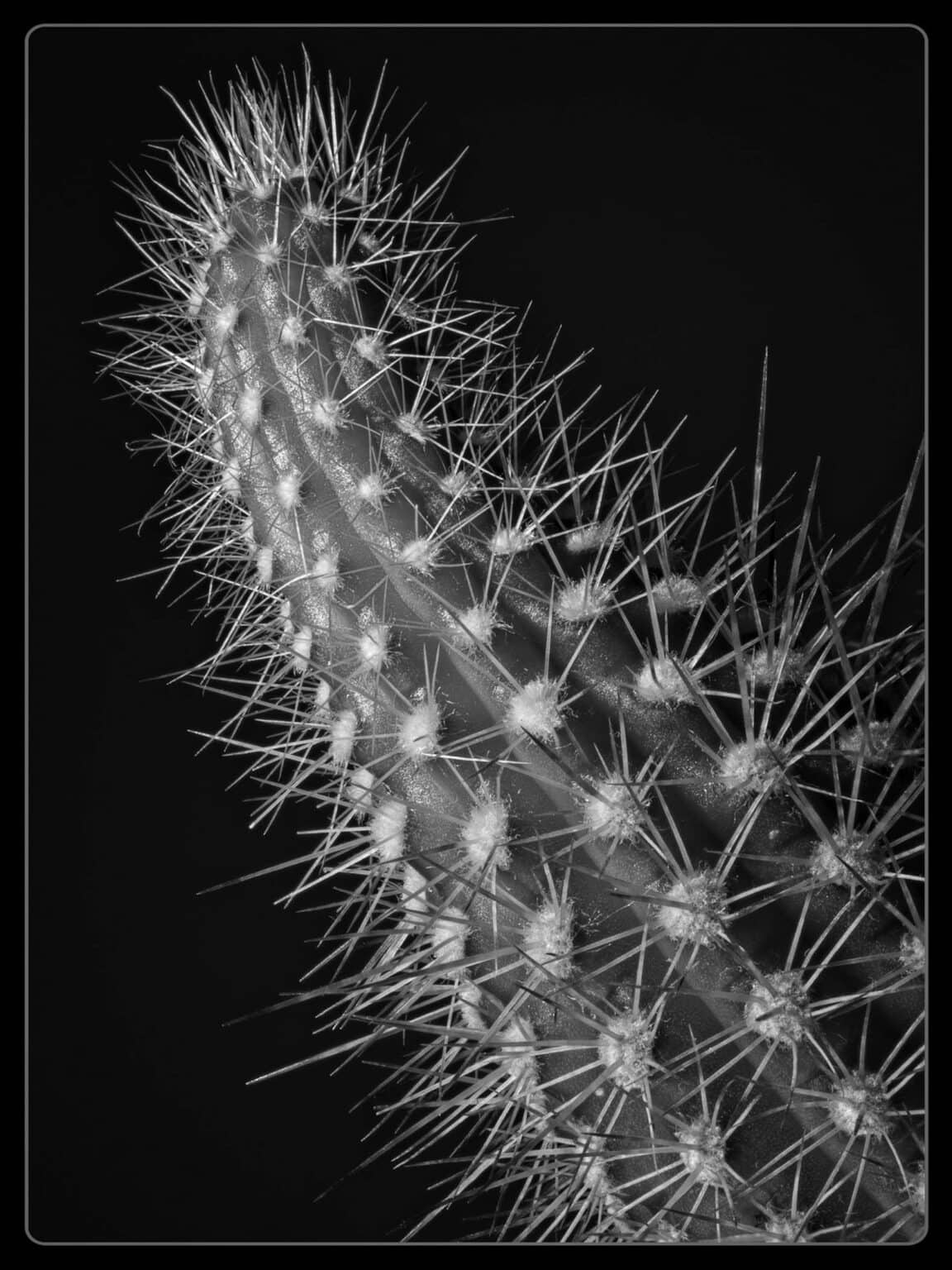 GUEST BLOG: CYNTHIA MILLER'S FLOWER PHOTOGRAPHY