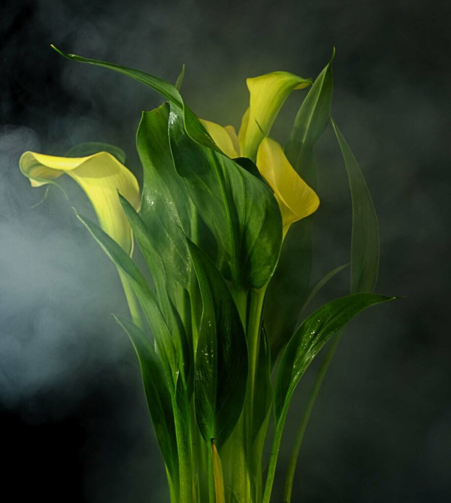 GUEST BLOG: CYNTHIA MILLER'S FLOWER PHOTOGRAPHY