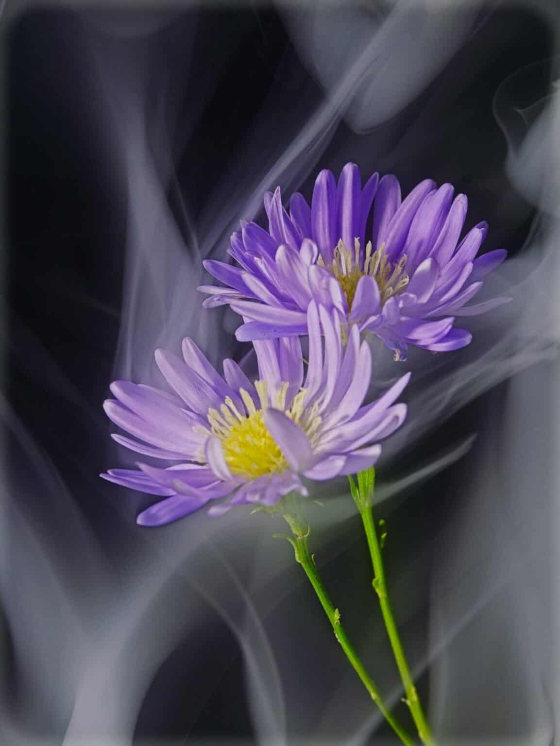 GUEST BLOG: CYNTHIA MILLER'S FLOWER PHOTOGRAPHY