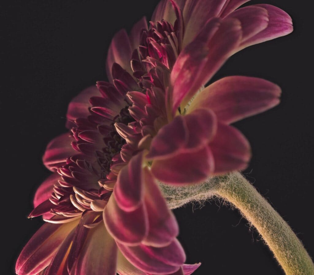 GUEST BLOG: CYNTHIA MILLER'S FLOWER PHOTOGRAPHY