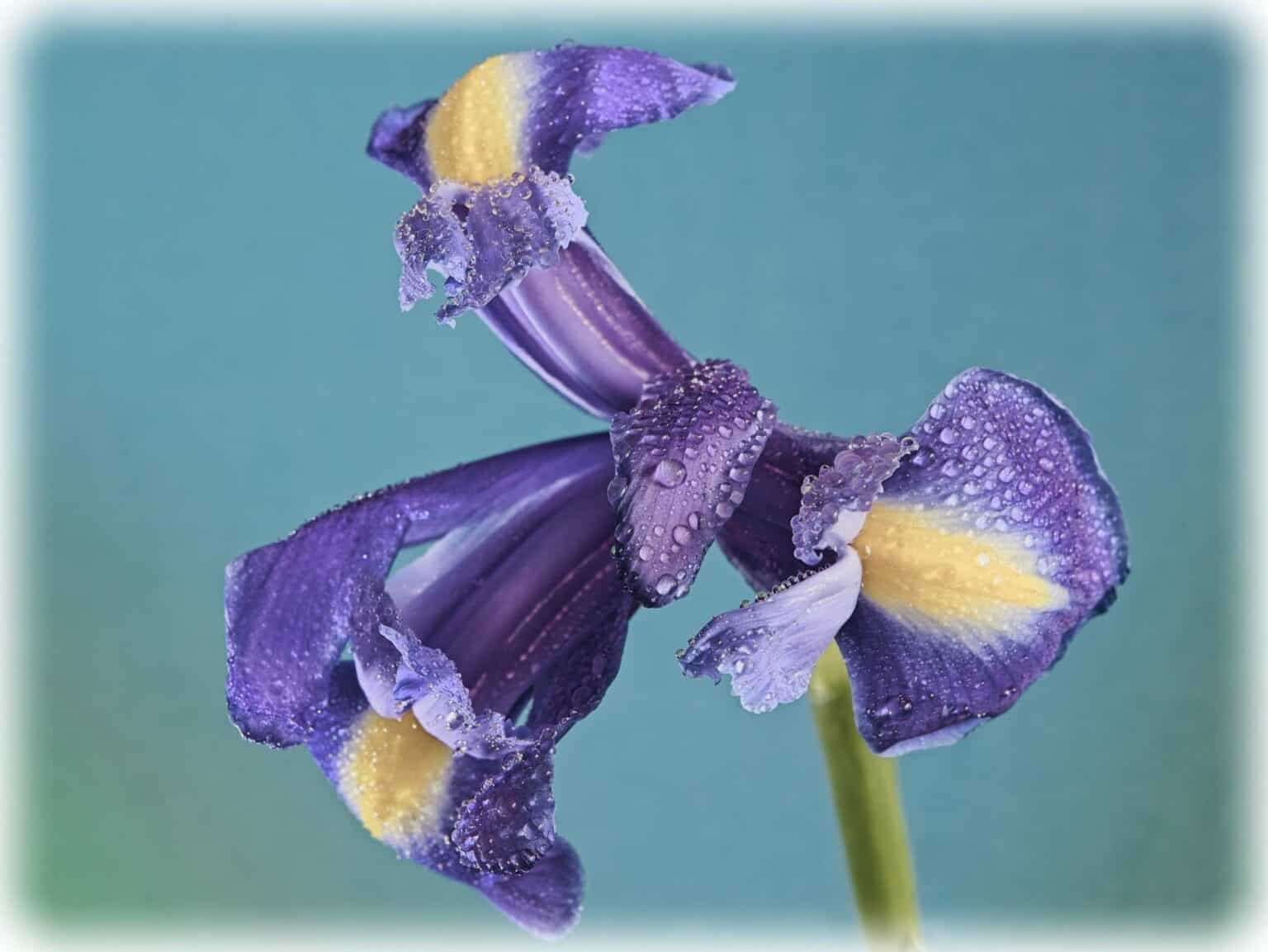 GUEST BLOG: CYNTHIA MILLER'S FLOWER PHOTOGRAPHY