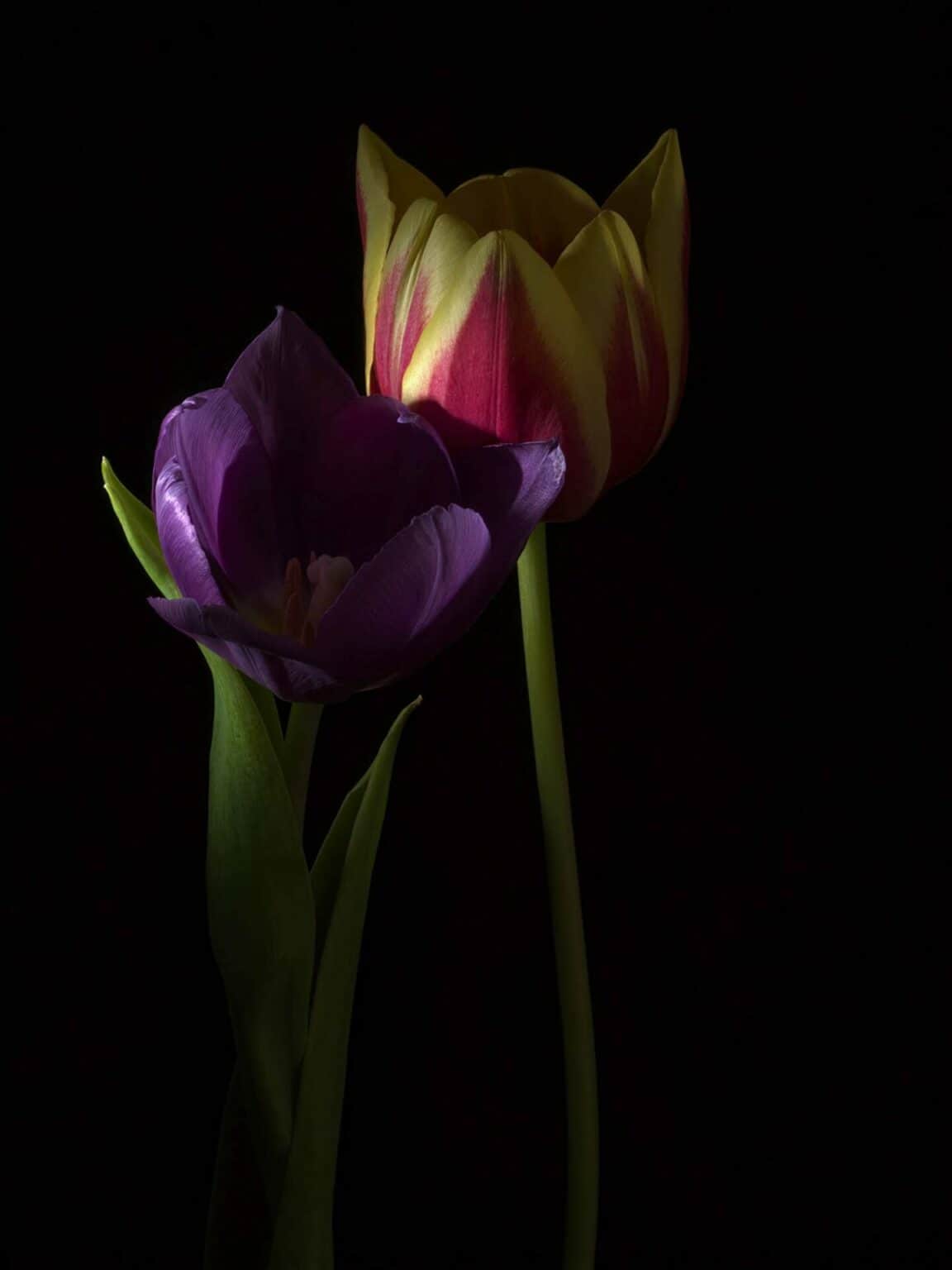 GUEST BLOG: CYNTHIA MILLER'S FLOWER PHOTOGRAPHY